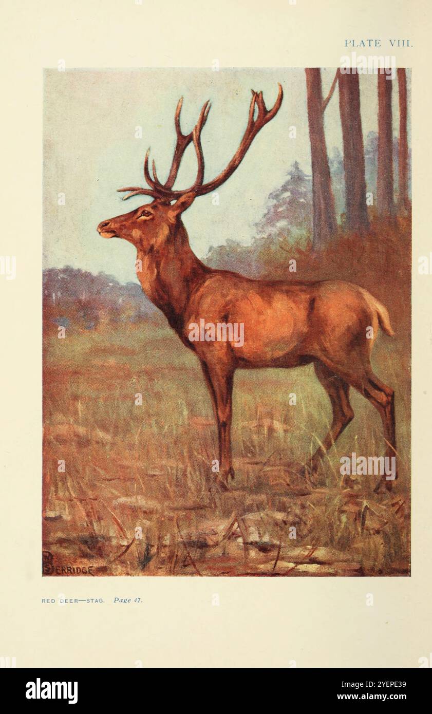 Red Deer - Stag watercolour painting from ' British land mammals and ...