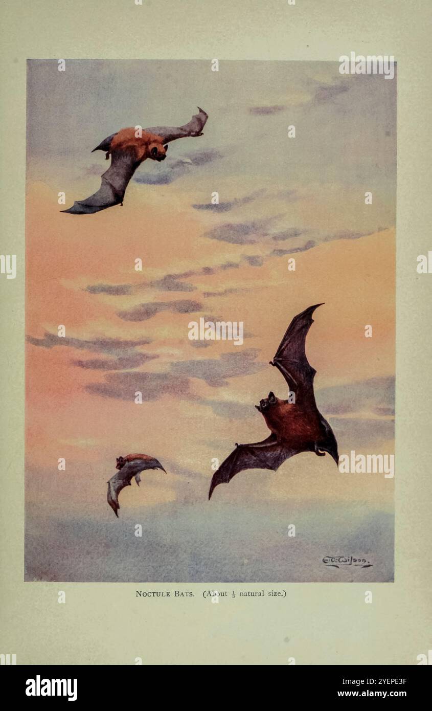 Noctule Bats illustrated by Edward Adrian Wilson, 1872-1912 from the ...