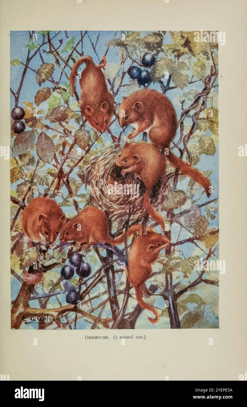 Dormouse illustrated by Edward Adrian Wilson, 1872-1912 from the book ...