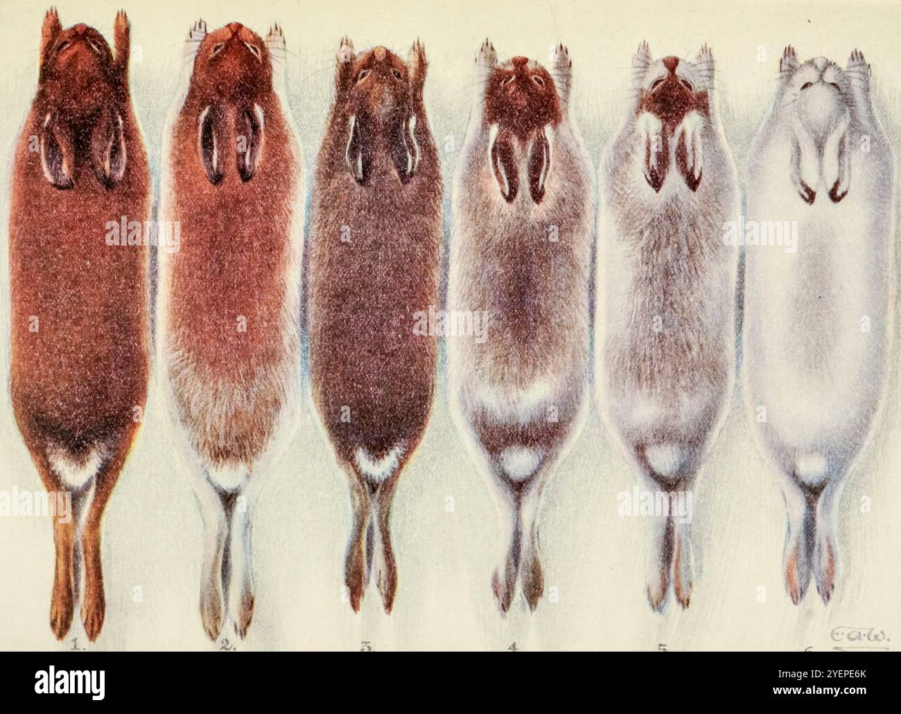 illustrated by Edward Adrian Wilson, 1872-1912 from the book ' A ...