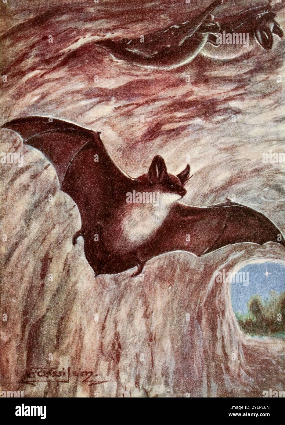 Natterer's bat (Myotis nattereri) illustrated by Edward Adrian Wilson ...