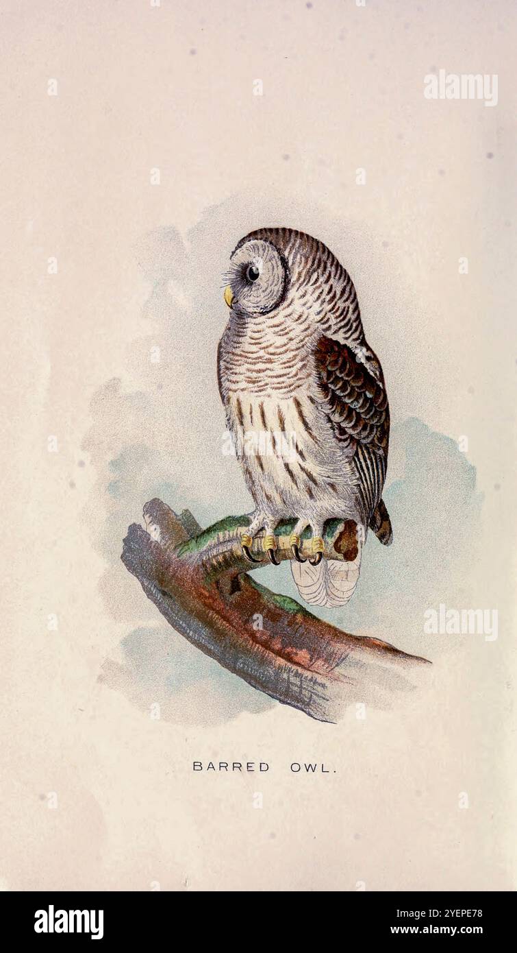 barred owl (Strix varia), also known as the northern barred owl ...