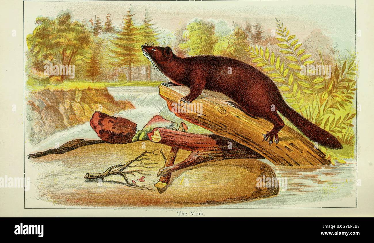 American mink (Neogale vison) is a semiaquatic species of mustelid ...