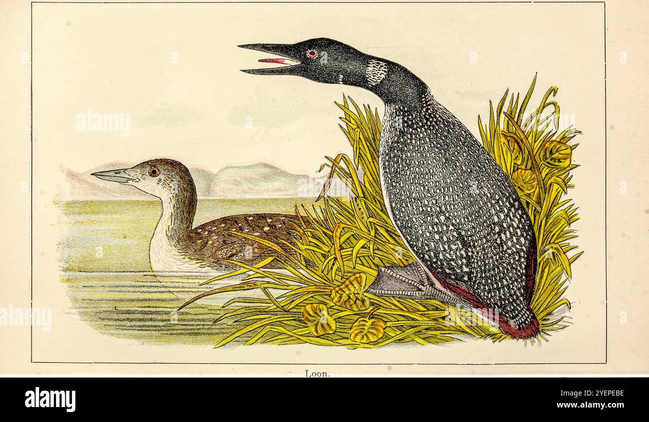 Family gaviidae and order gaviiformes hi-res stock photography and ...