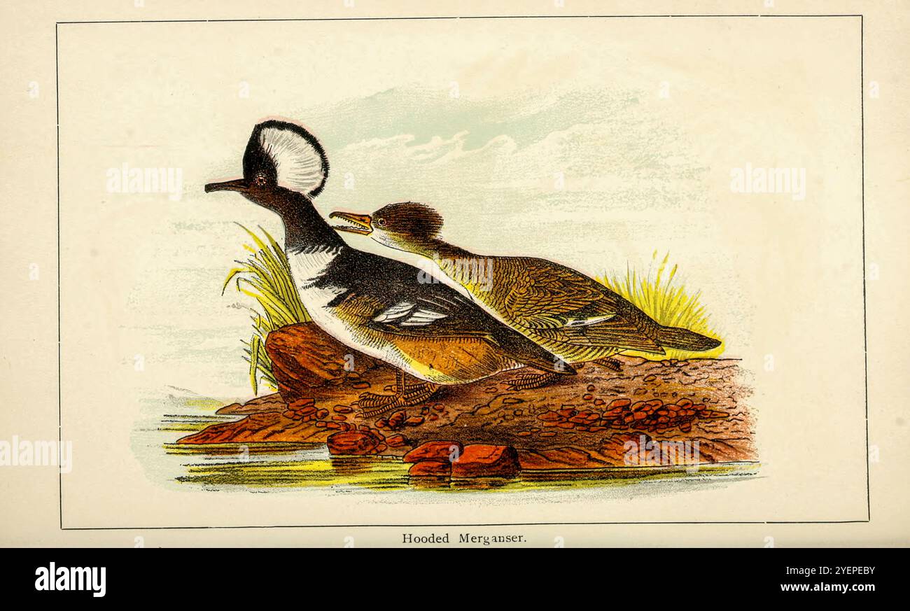 Hooded merganser (Lophodytes cucullatus) is a species of fish-eating ...