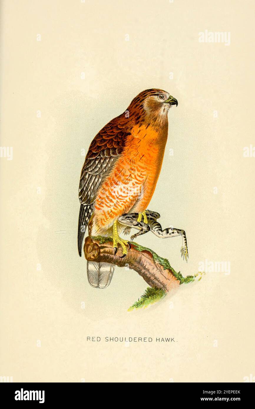 red-shouldered hawk (Buteo lineatus) is a medium-sized buteo ...
