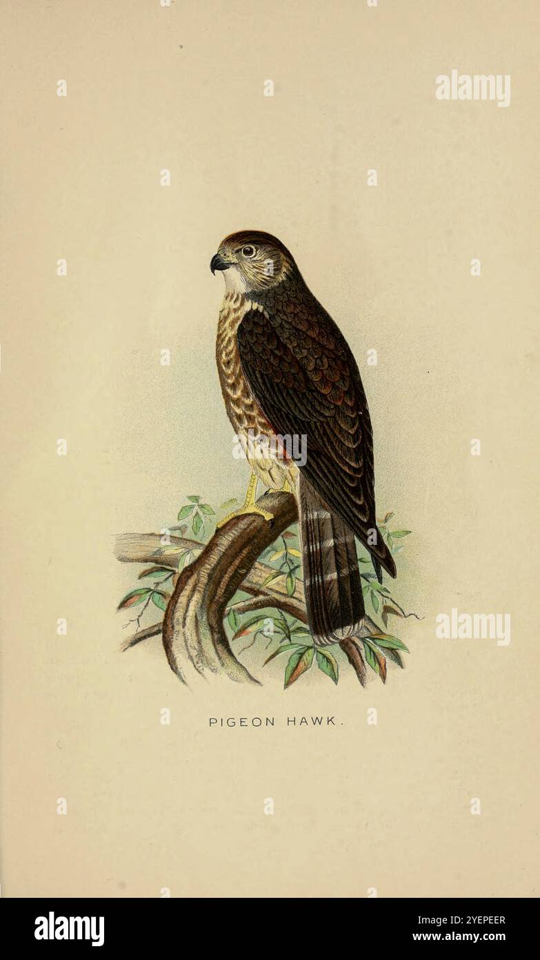 The merlin (Falco columbarius) is a small species of falcon from the ...