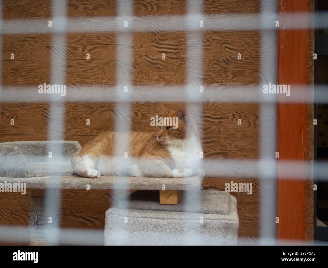 Sad bobcat hi-res stock photography and images - Alamy