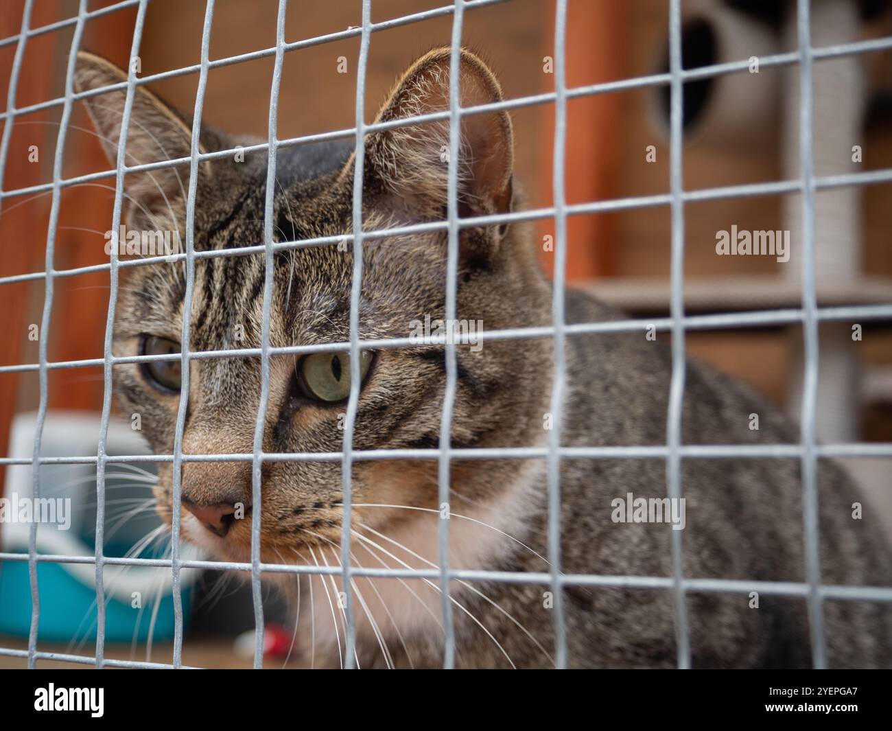 Sad bobcat hi-res stock photography and images - Alamy