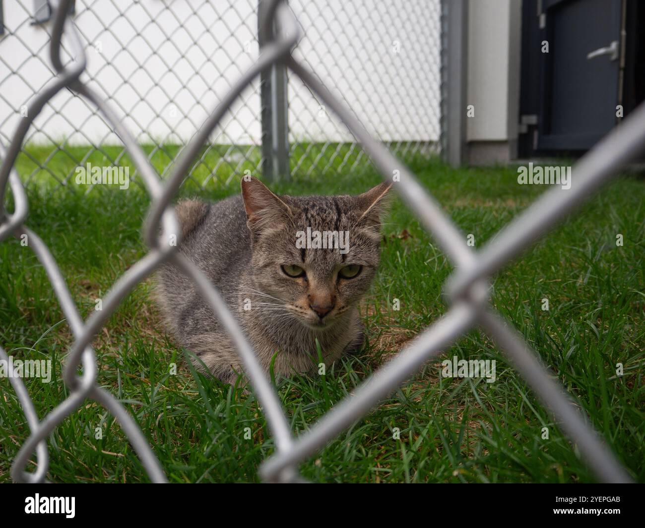 Sad bobcat hi-res stock photography and images - Alamy