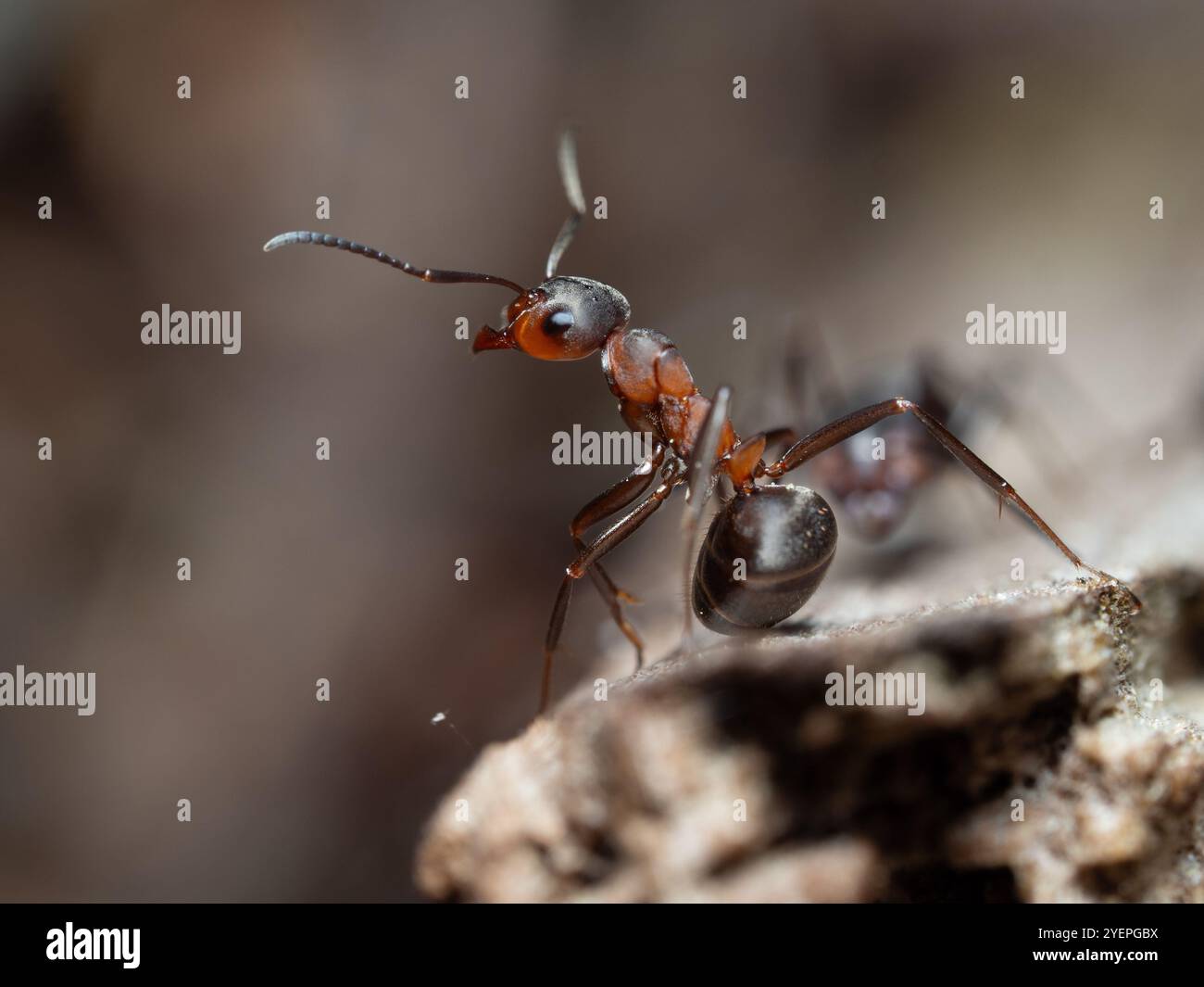 Black ants close up hi-res stock photography and images - Alamy