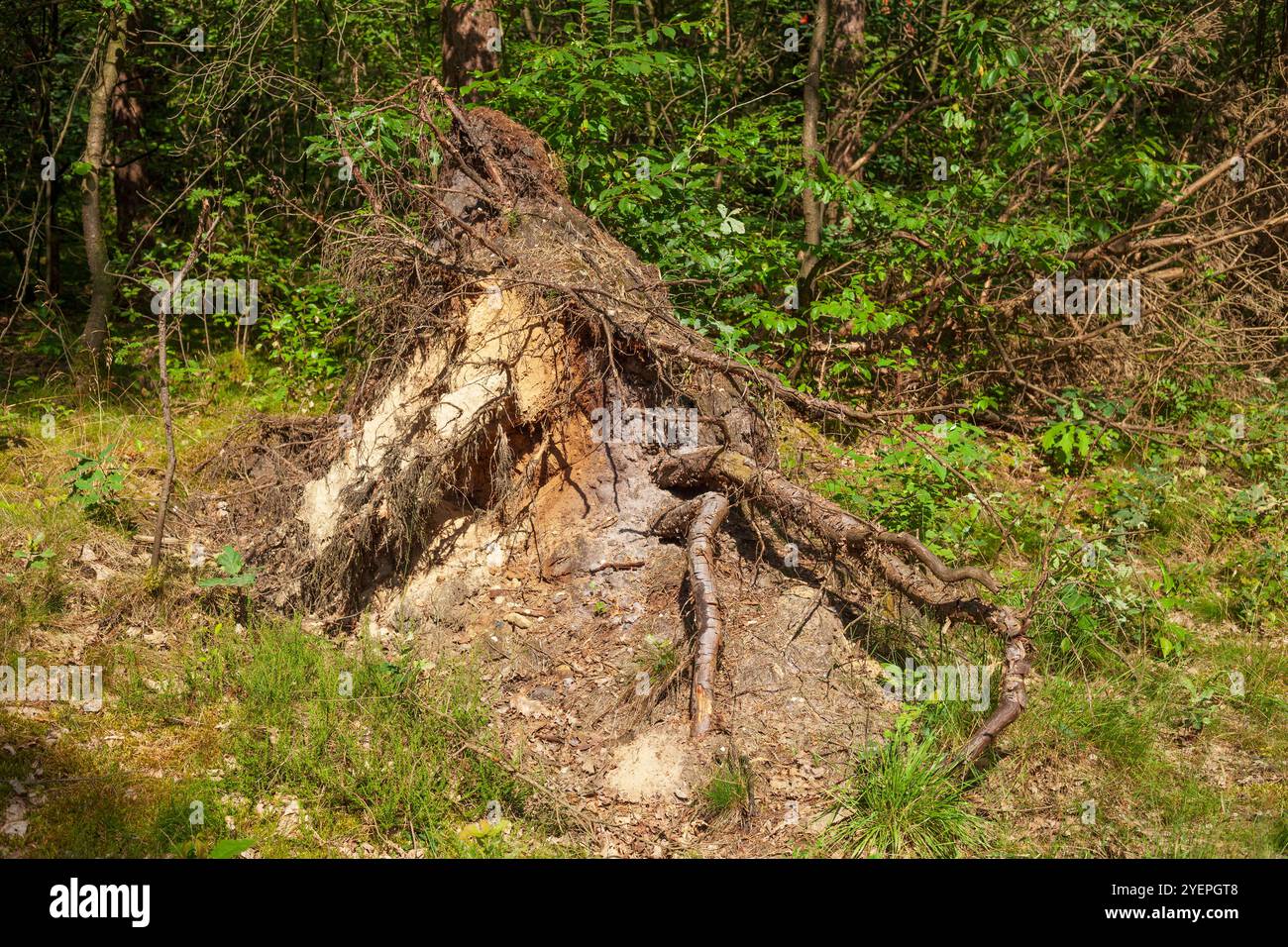 Uprooted stump old tree hi-res stock photography and images - Alamy