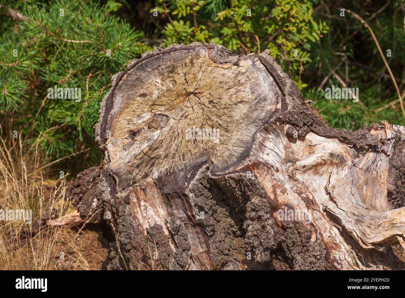 Deadwood, old gnarled tree stump in the forest, Germany Stock Photo - Alamy