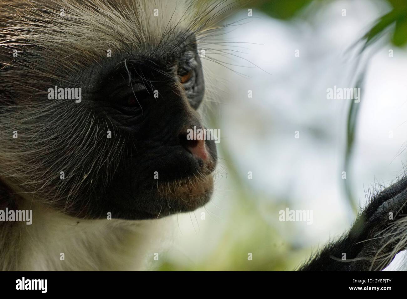 zanzibar red colobus monkey (Piliocolobus kirkii Stock Photo - Alamy