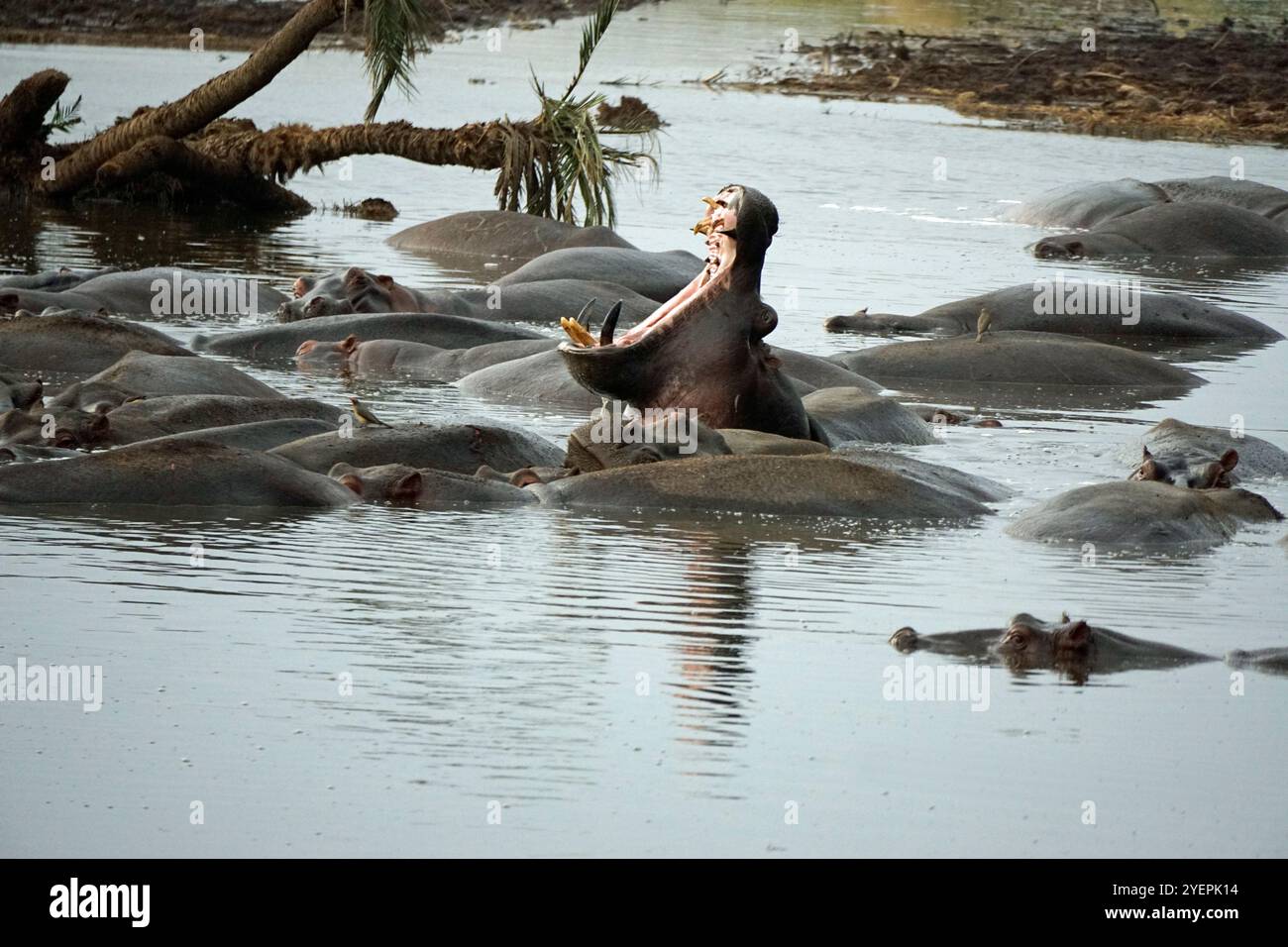 Retina hippo pool hi-res stock photography and images - Alamy