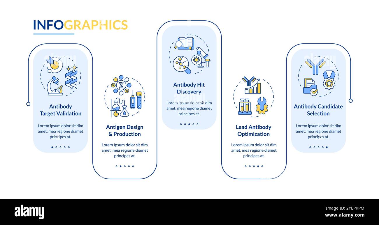 Stages in antibody discovery rectangle infographic vector Stock Vector ...