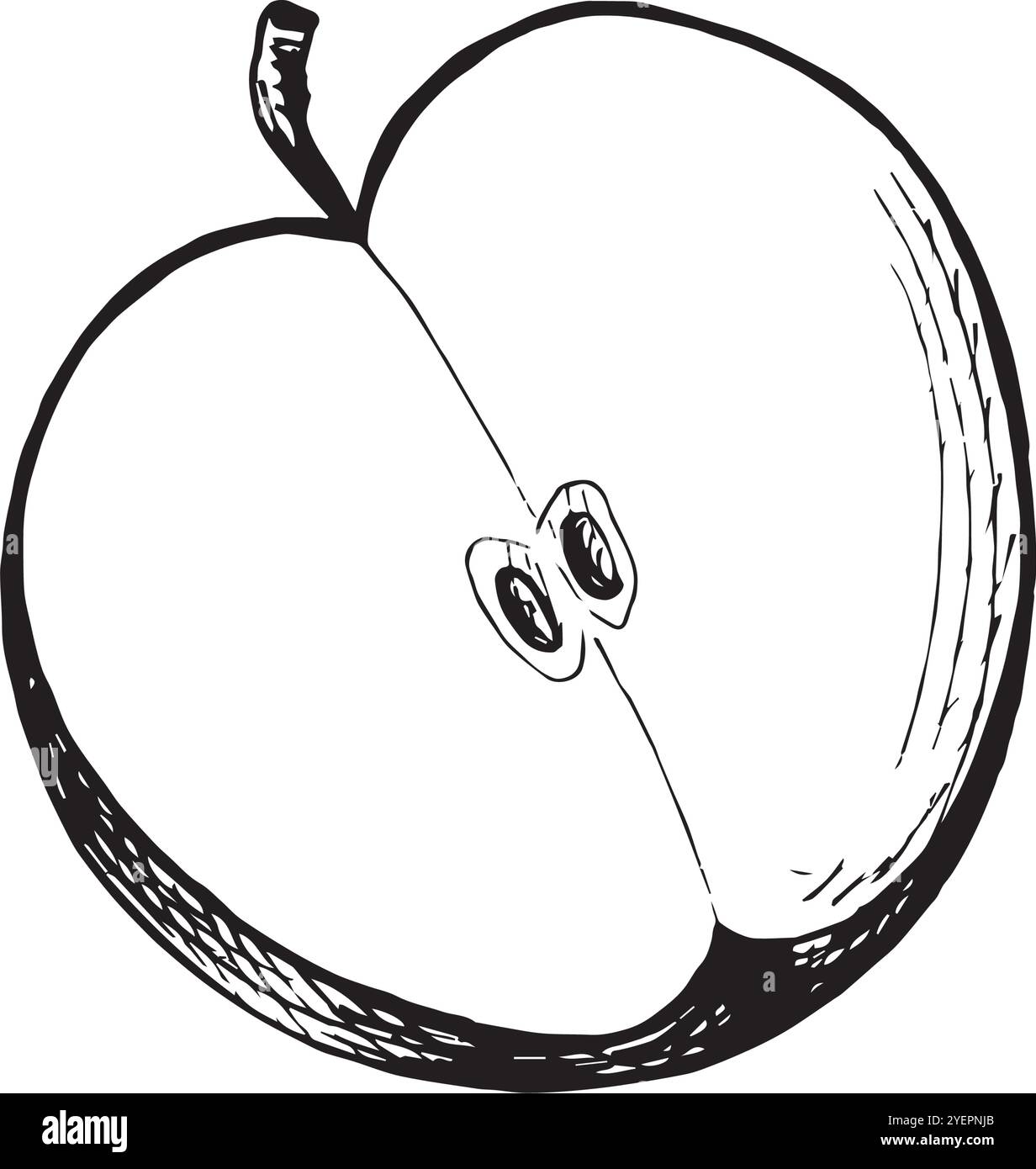 Apple round half sketches. Vector graphic illustration, hand drawn ...