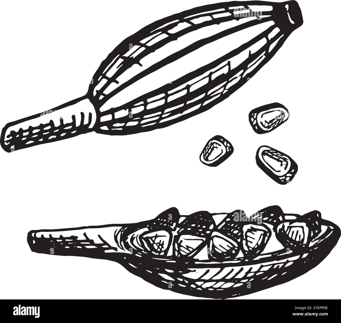 Cardamom pod and half with seed. Set sketches. Vector graphic ...