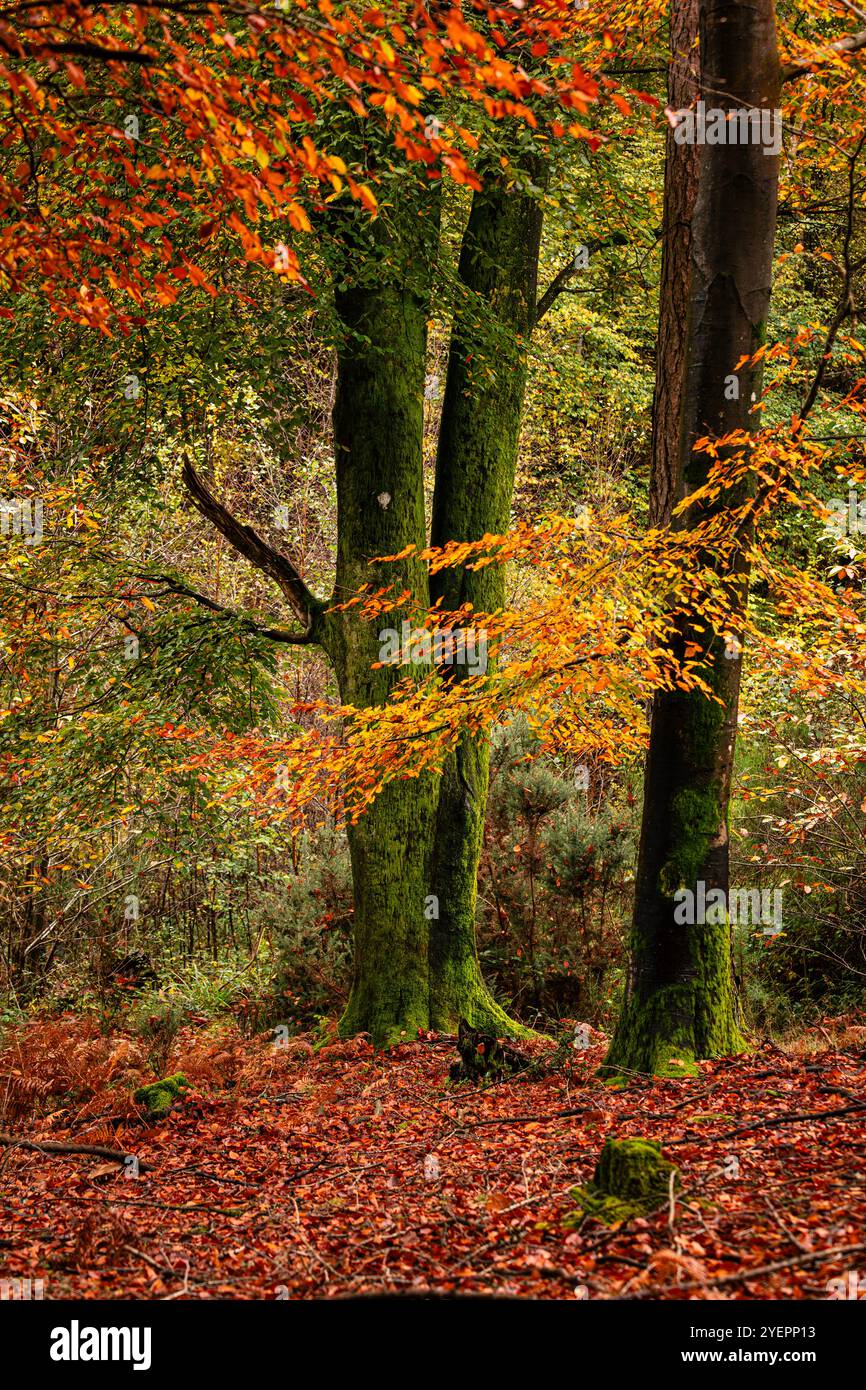 Vibrant autumn colours and foliage on the high weald woodland east ...