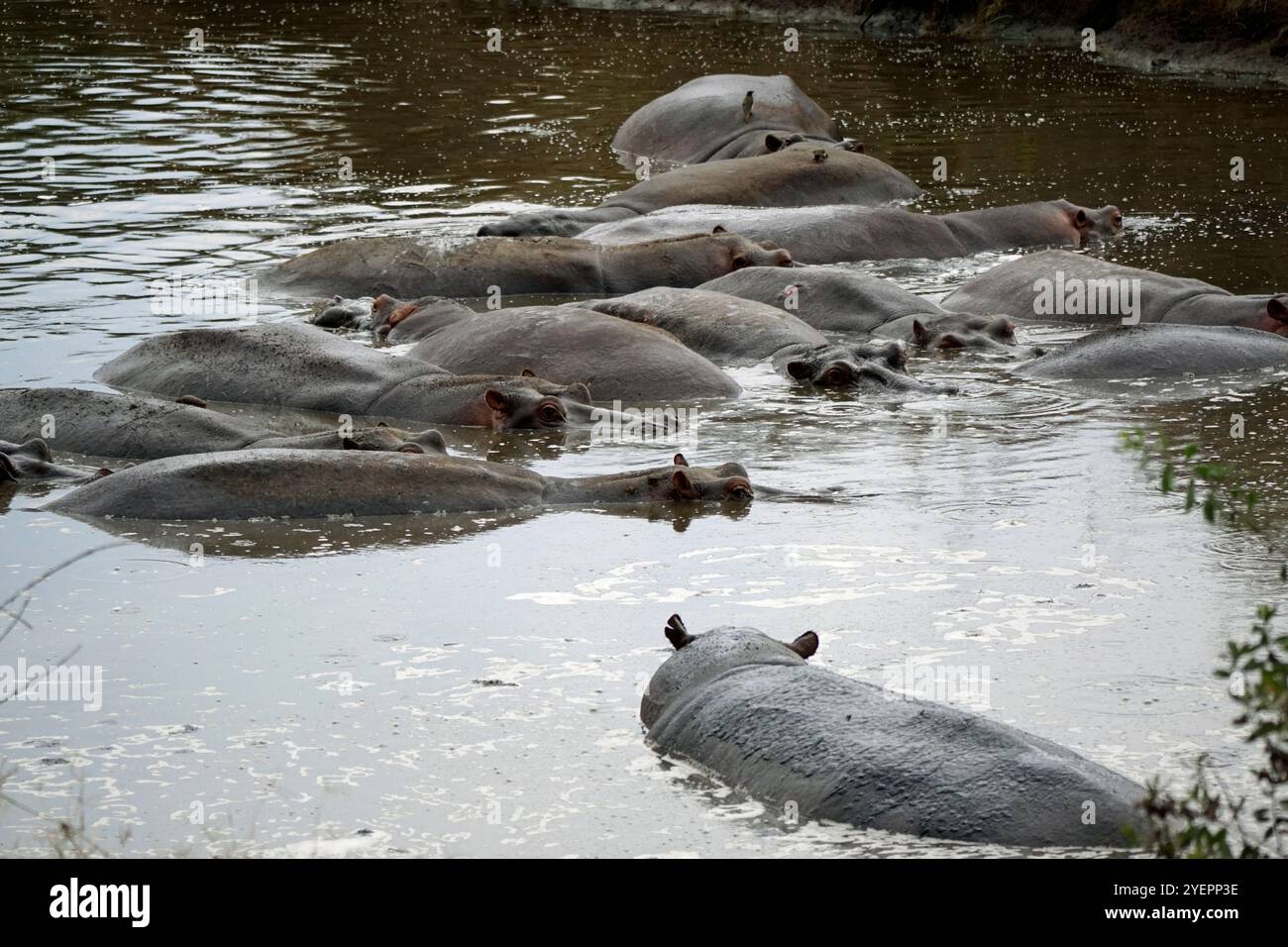 Retina hippo pool hi-res stock photography and images - Alamy