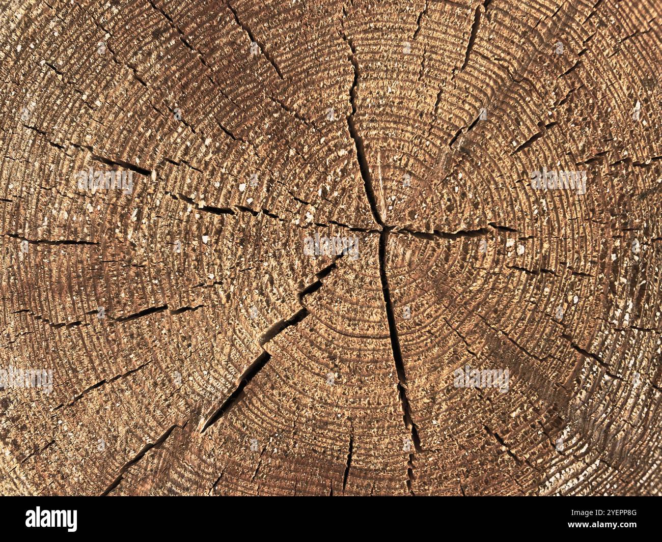 Perfect round felled tree with annual rings and cracks. Wood texture. Cut logs pattern, brown ...