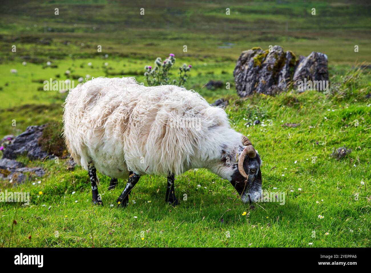 Black faced sheep on the Isle of Skye, Scottish highlands. The ...
