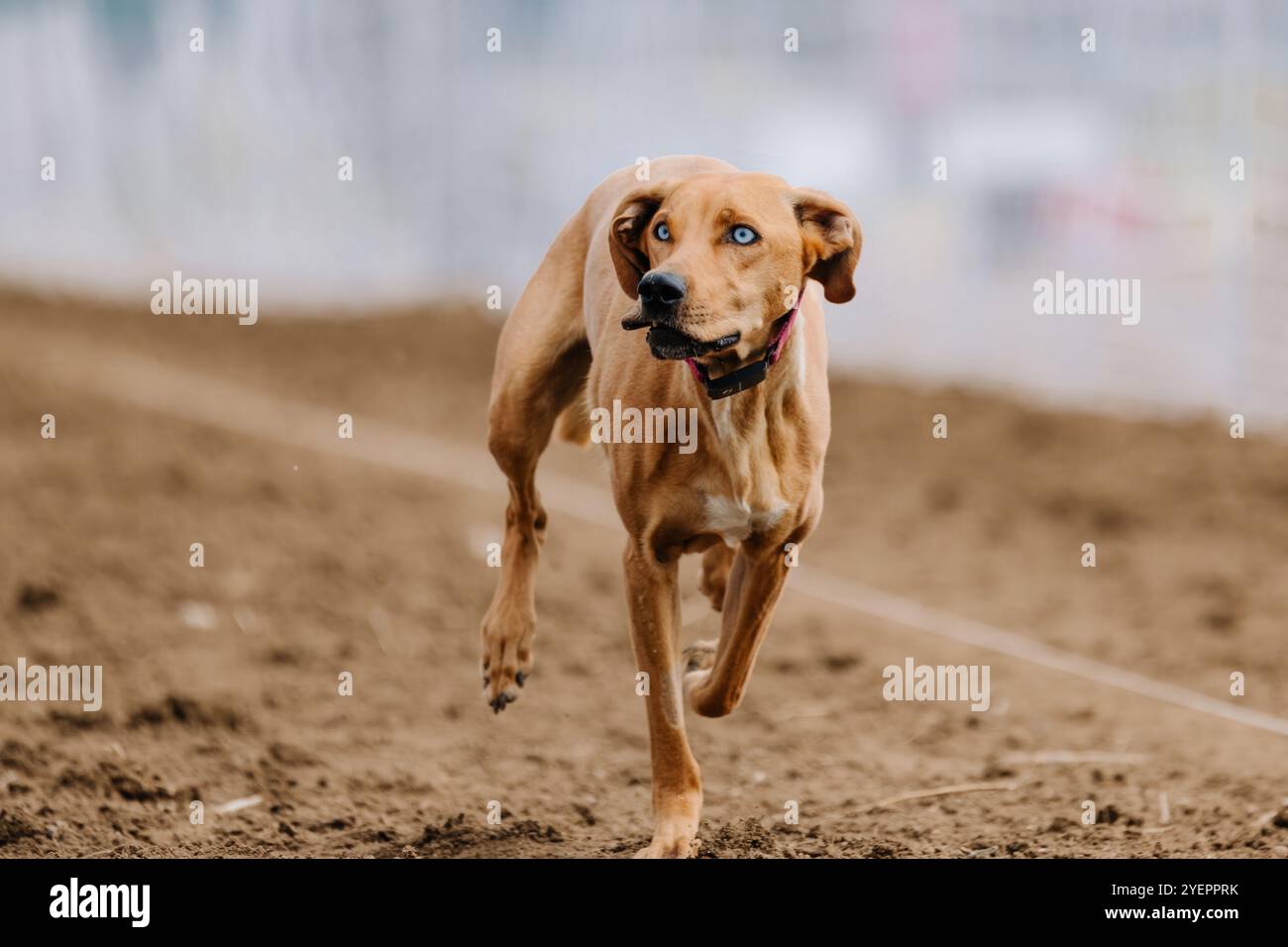 Mixed breed dog blue eyes hi-res stock photography and images - Alamy