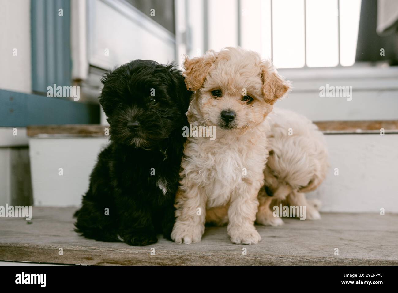 black and tan puppies sitting outside on steps Stock Photo - Alamy