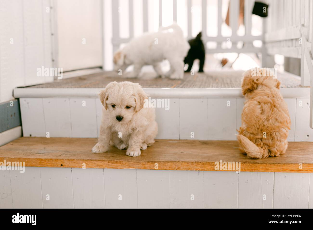 Maltese dog family hi-res stock photography and images - Alamy