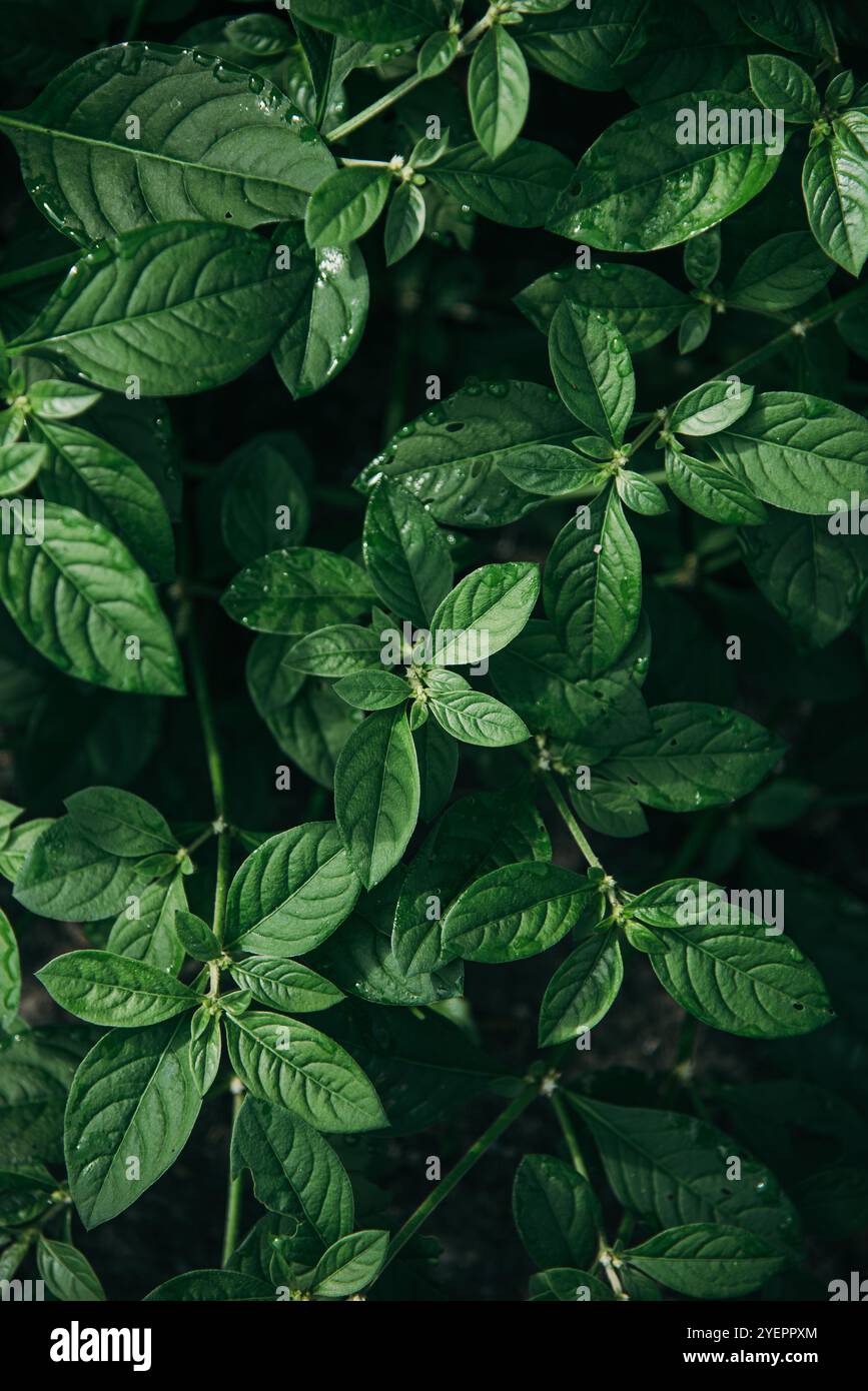 Top view green leaf bushes hi-res stock photography and images - Alamy
