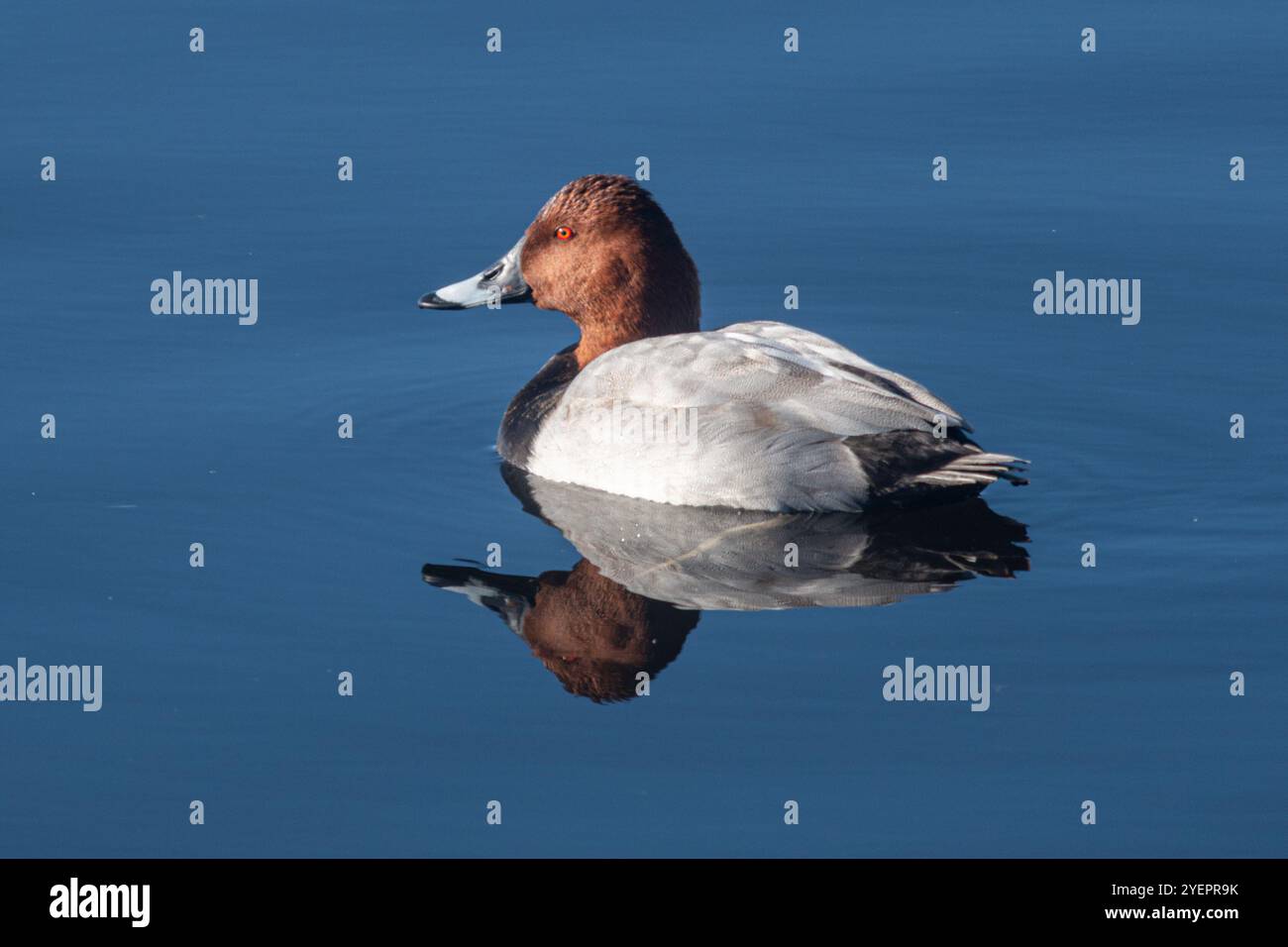 Male pochard (Aythya ferina) swimming on a lake, Norfolk, England, UK ...
