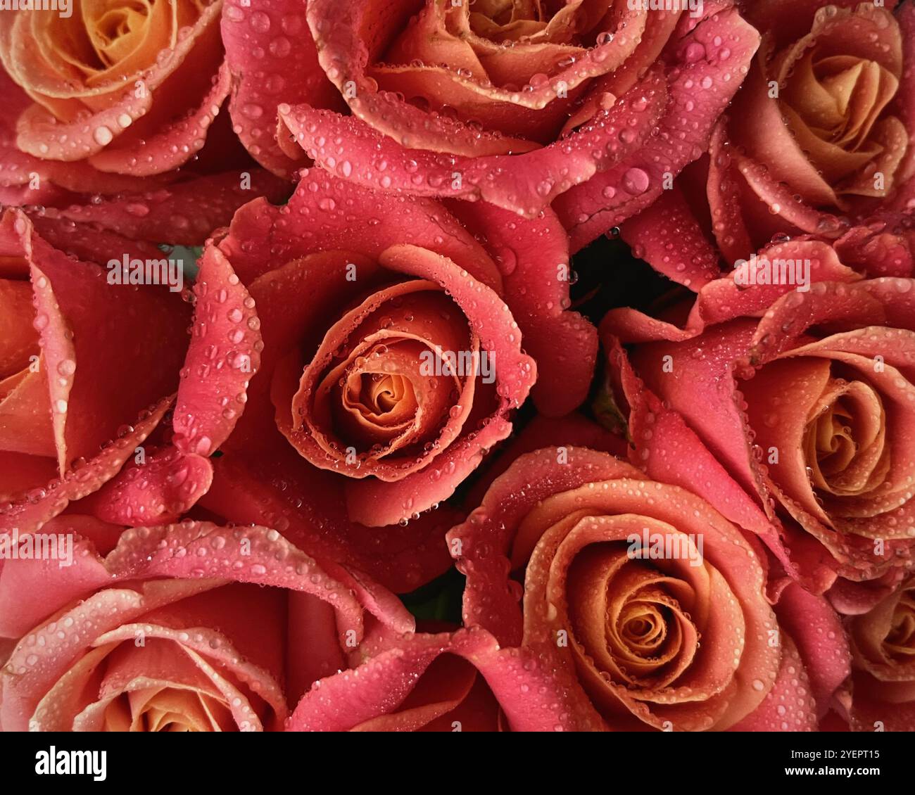 Coral roses with water drops Stock Photo - Alamy