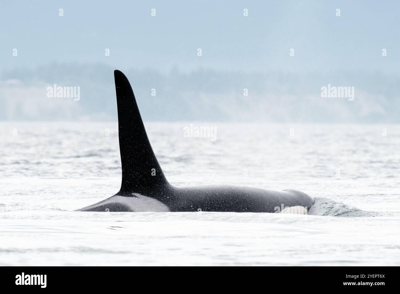 A large male orca swimming in the Salish Sea Stock Photo - Alamy