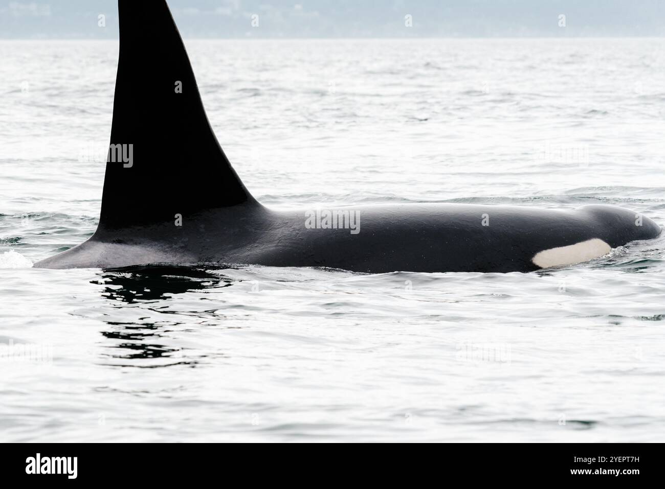 Closeup view of the eye patch of a killer whale Stock Photo - Alamy