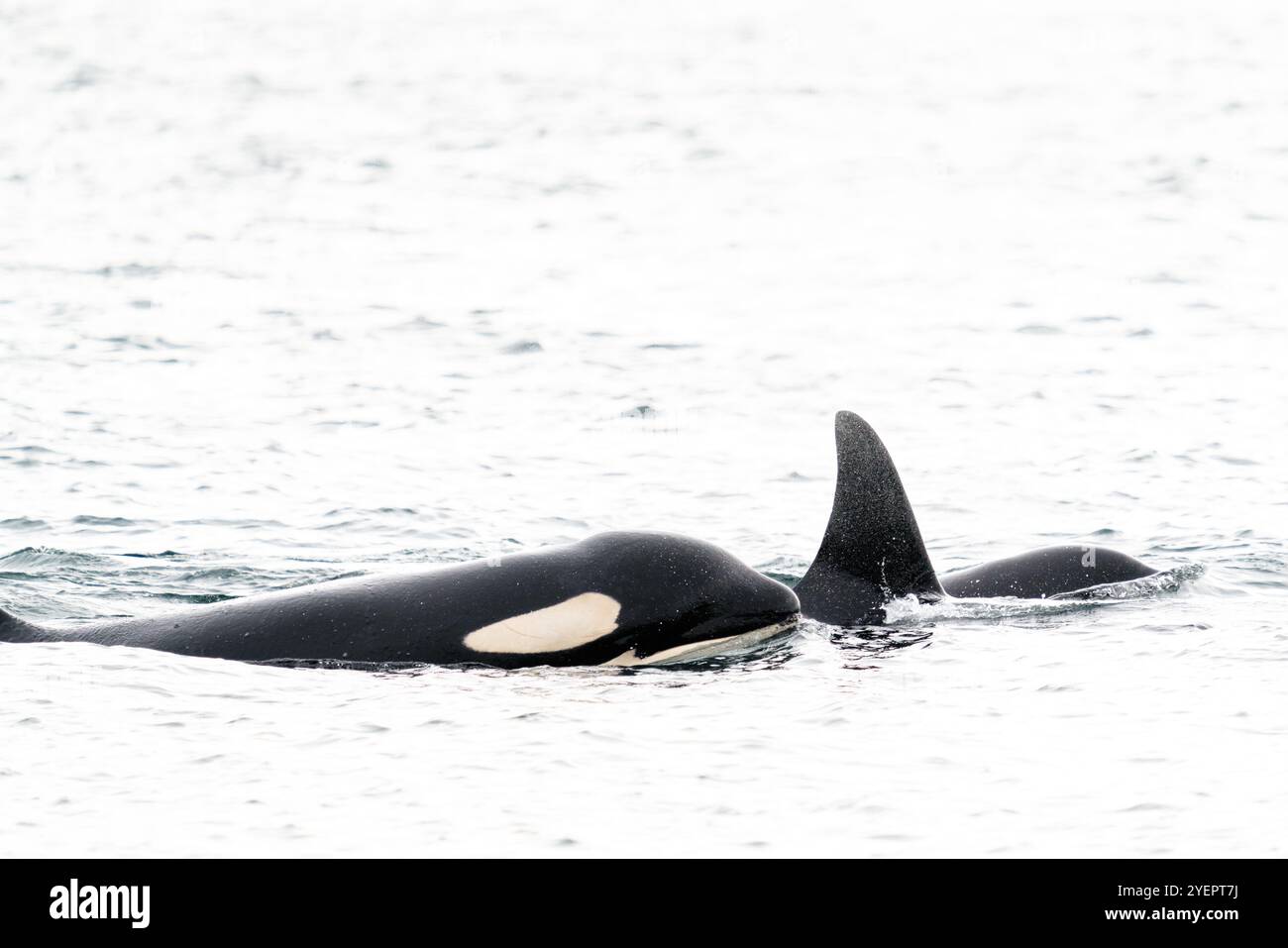 Whale face hi-res stock photography and images - Alamy