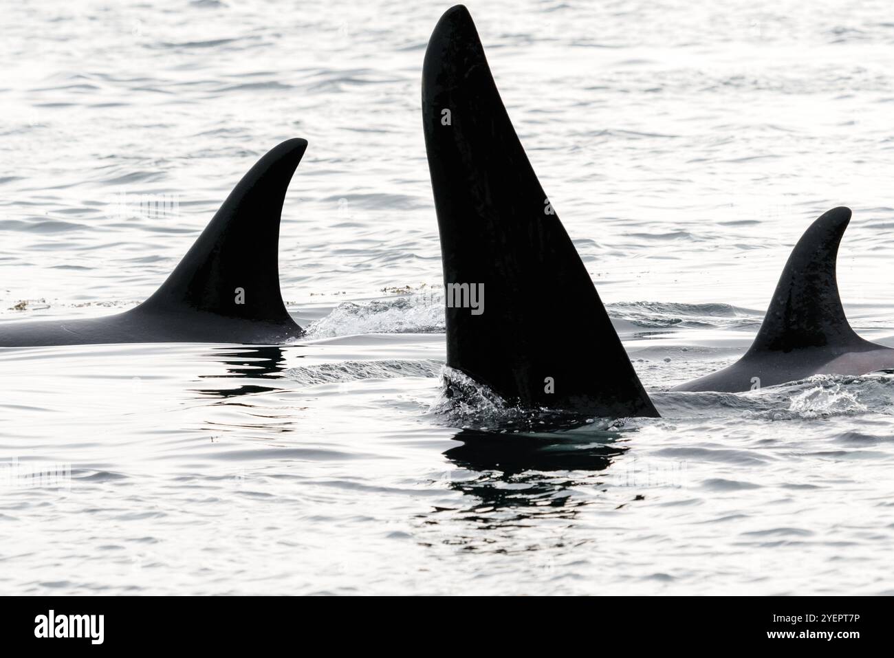 Whale dorsal view hi-res stock photography and images - Alamy