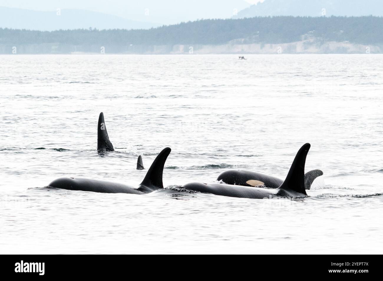 Endangered Southern Resident Killer Whales in Washington State Stock Photo - Alamy