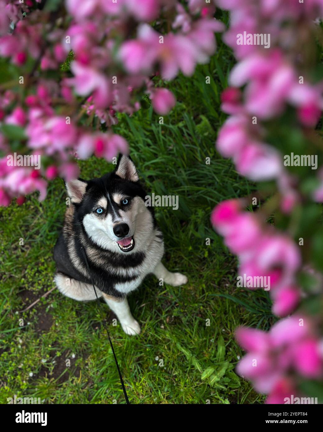 Siberian husky sitting on the grass under the pink blooming tree Stock ...