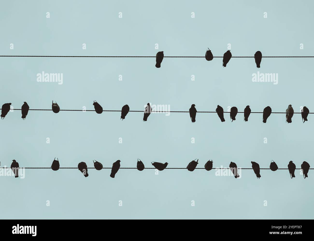 Birds sitting on the electric wires Stock Photo - Alamy