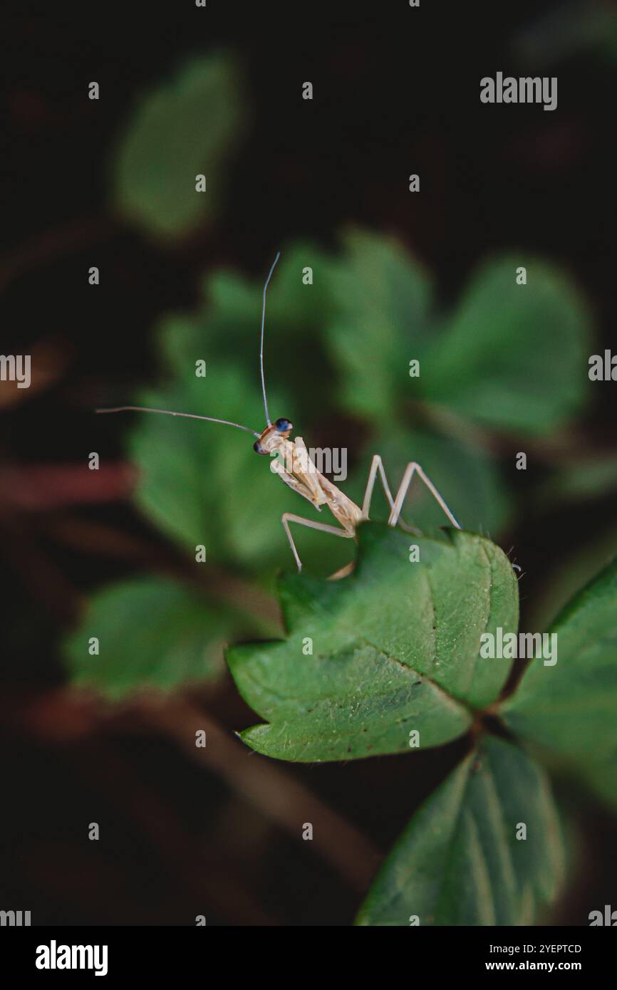 Baby praying mantis hi-res stock photography and images - Alamy