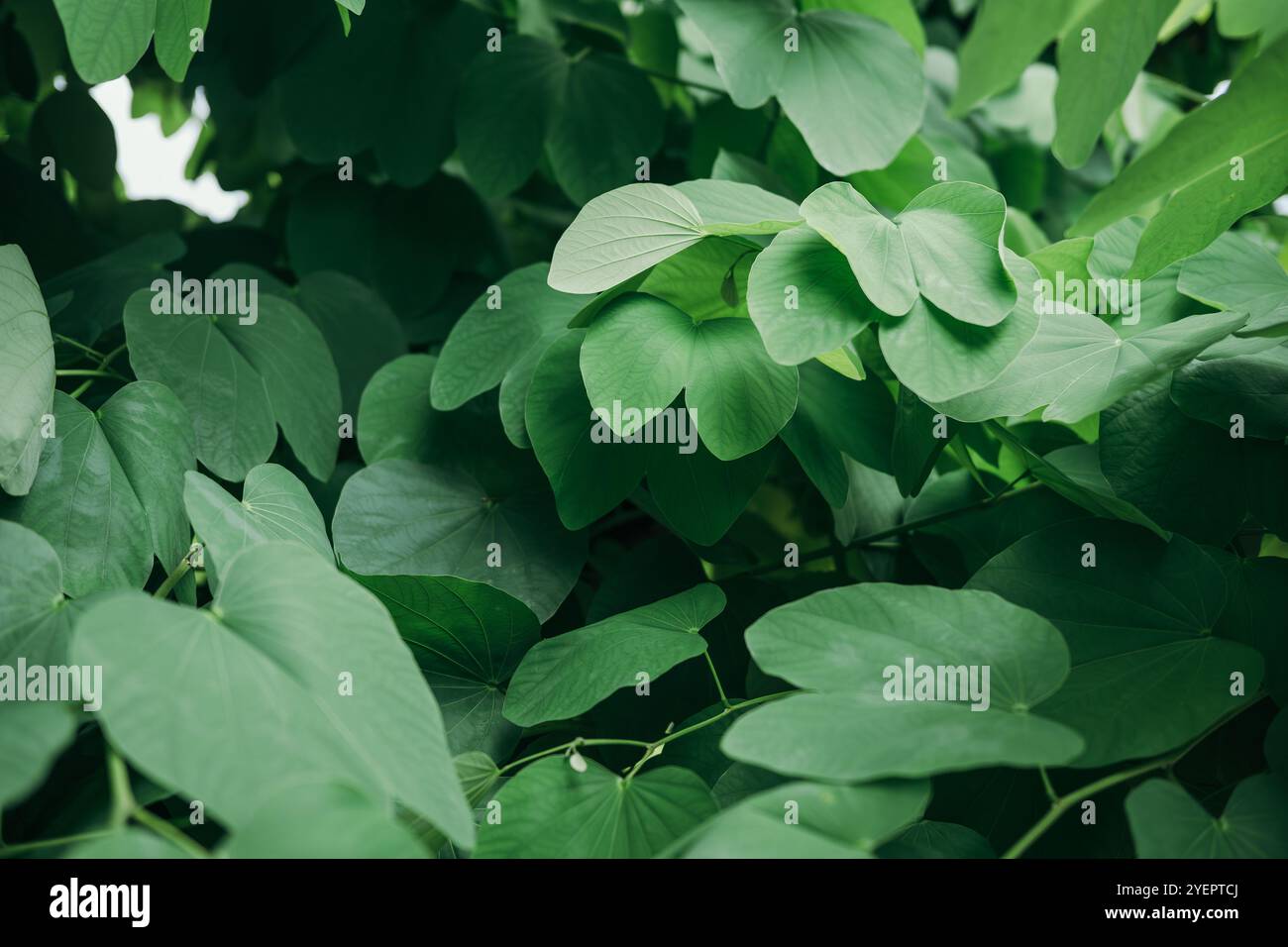 Green leaves tree texture background Stock Photo - Alamy