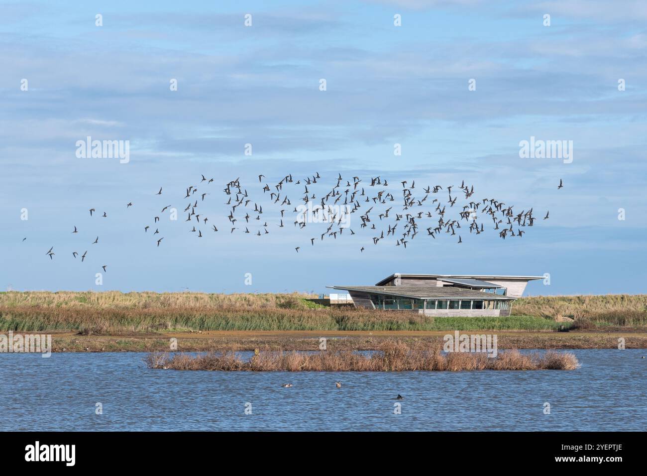Golden plovers hi-res stock photography and images - Alamy