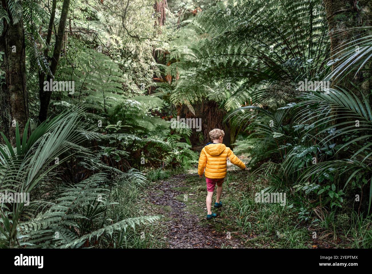Child alone in the forest hi-res stock photography and images - Alamy