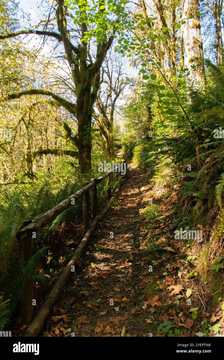 Shaded forest path with wooden railing and lush foliage Stock Photo - Alamy
