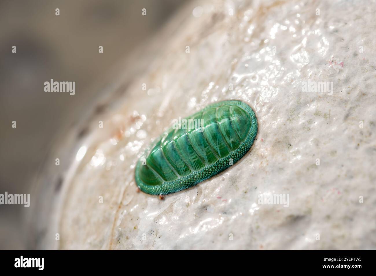 Chiton, nature hi-res stock photography and images - Alamy