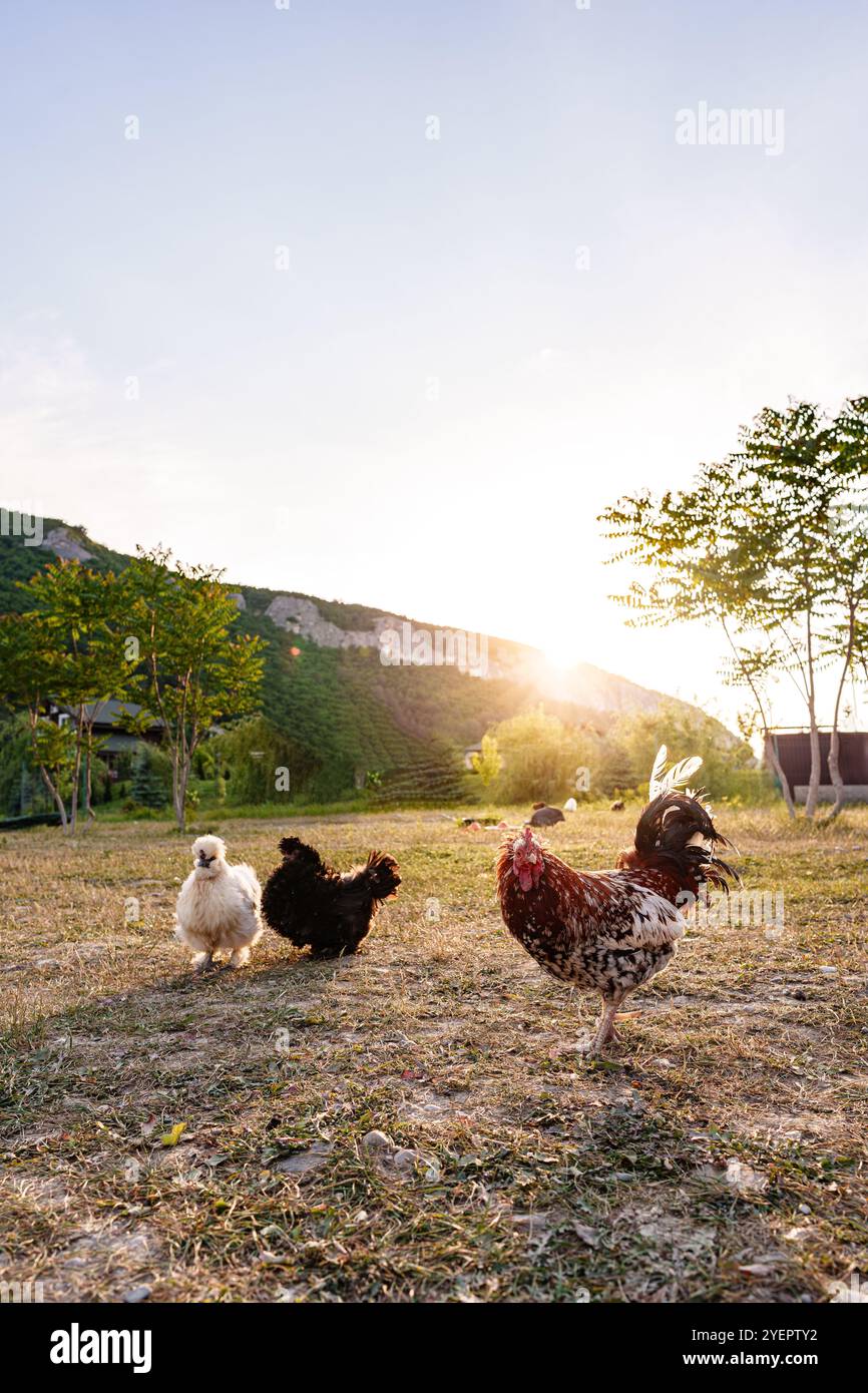 A group of chickens enjoying the late afternoon sun near a rustic barn ...