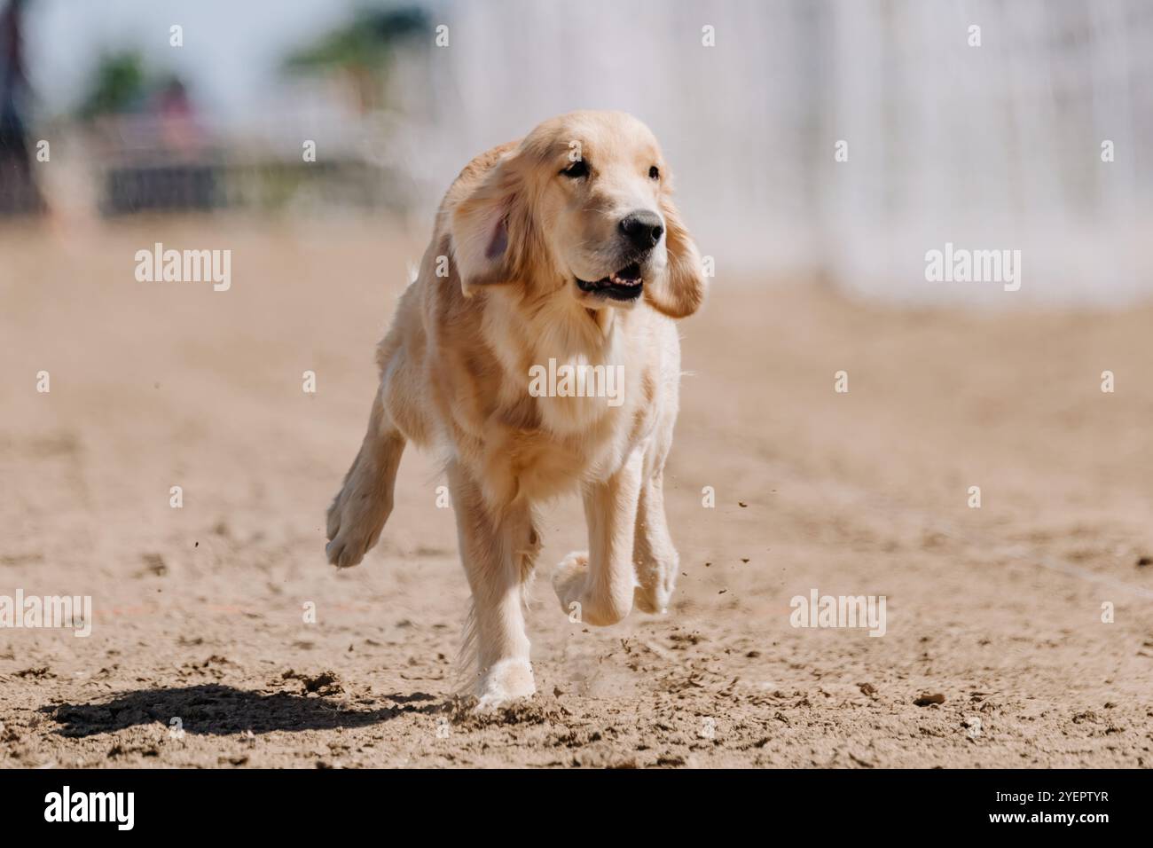 Purebred Golden Retriever Running Lure Course Sprint Dog Sport Stock ...