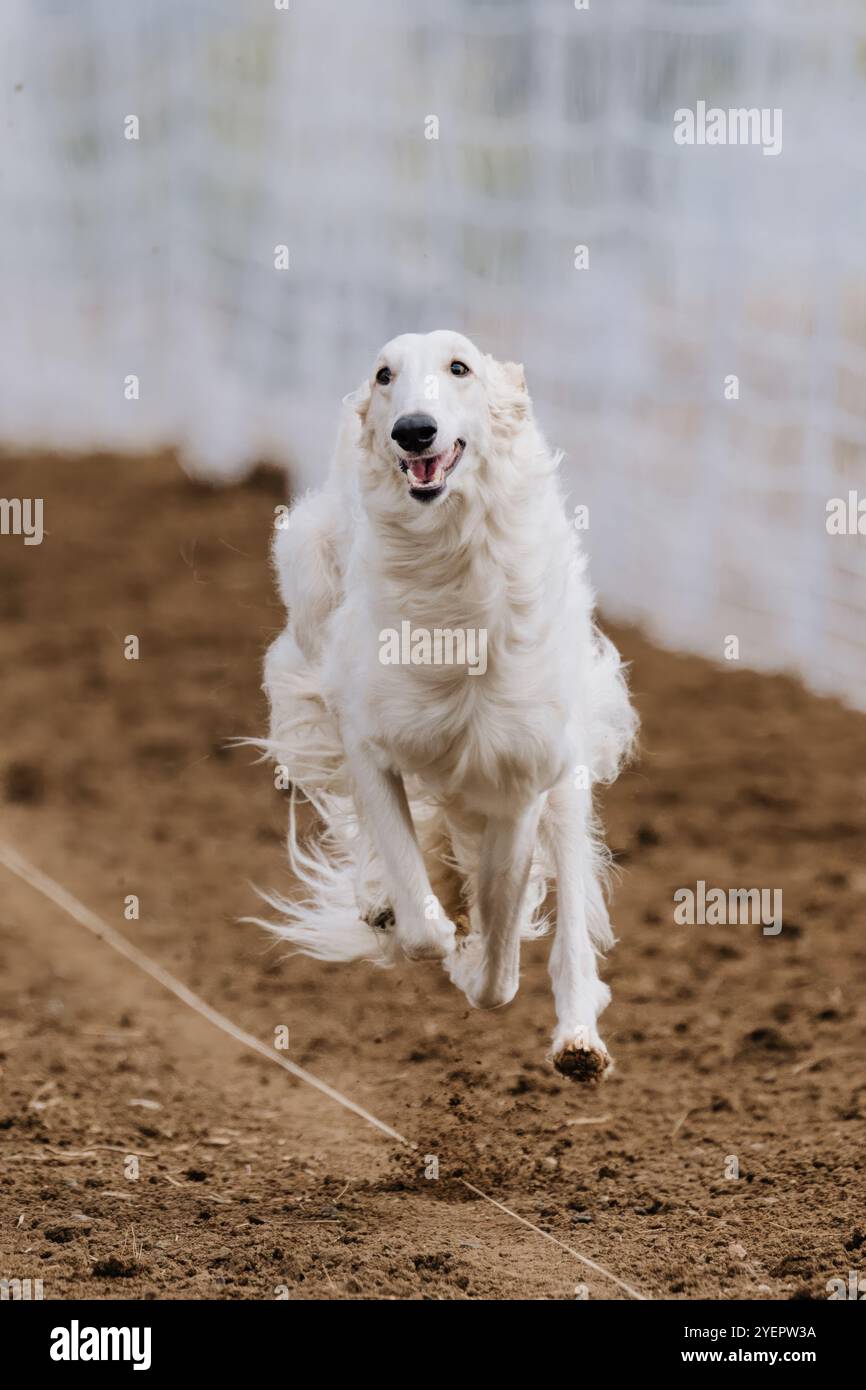 Russian hunting sighthound hi-res stock photography and images - Alamy