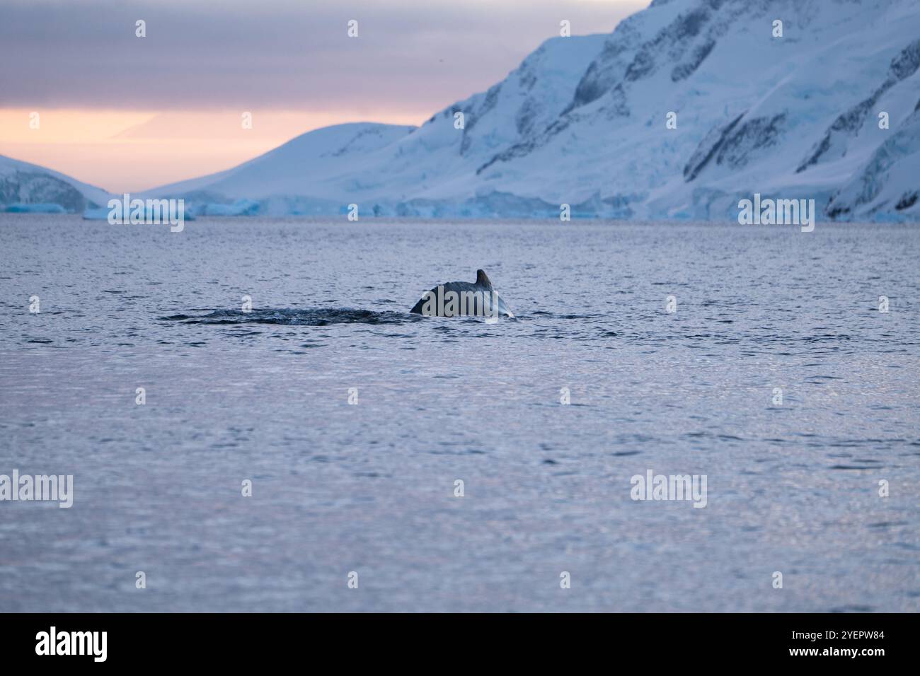 Humpback whale in the Southern Ocean. Antarctica. Mammal Stock Photo ...
