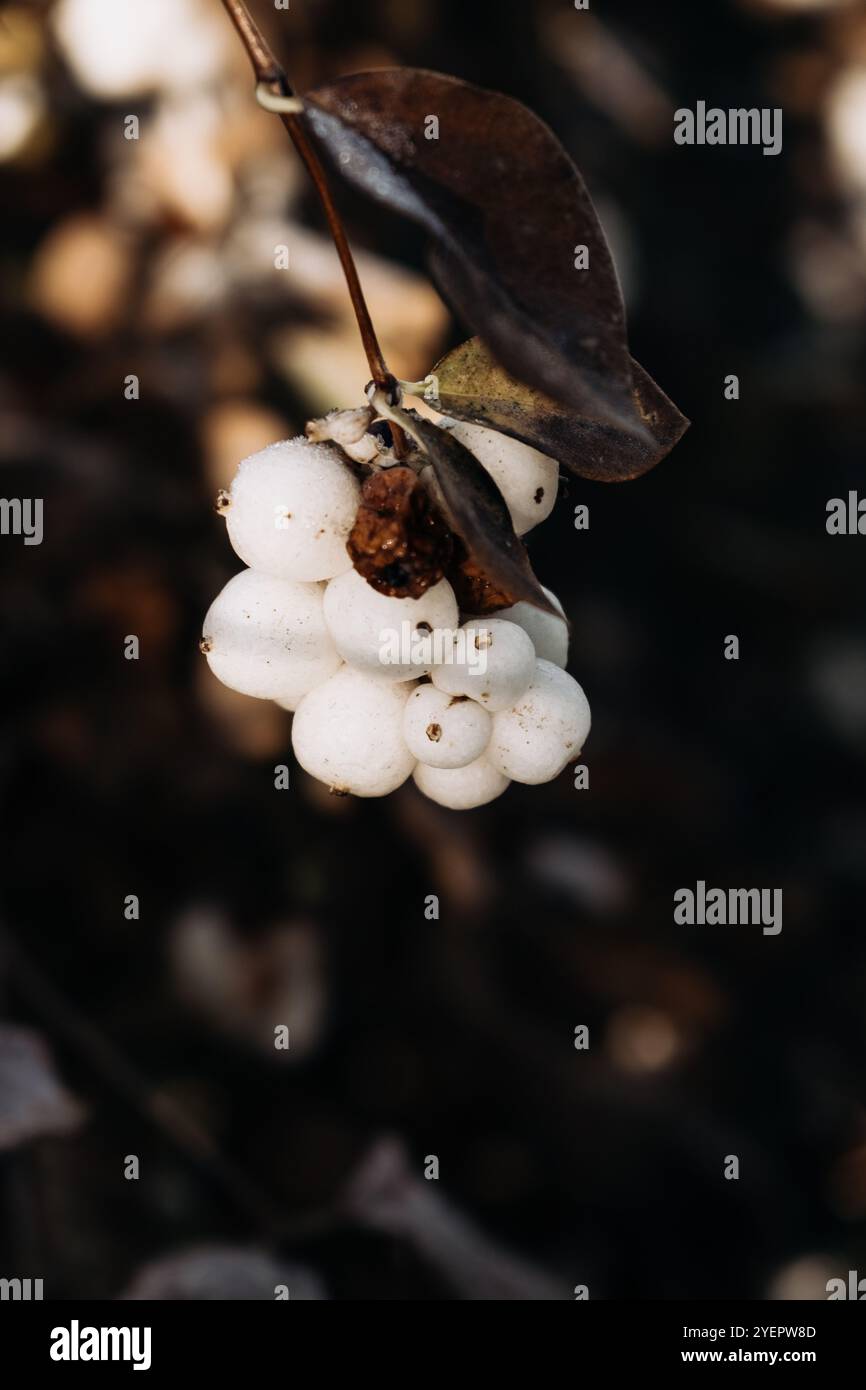 Close up mistletoe hi-res stock photography and images - Alamy